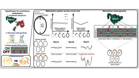Looking Beyond The Genome With Long Read Pathogen Sequencing