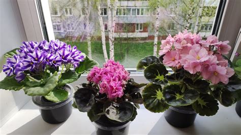 Почему мои фиалки не цветут Youtube