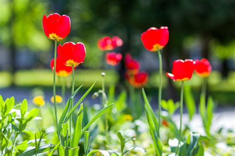 멋진 밝은 빨간색 봄의 아름 다운 업 Lavishly 정원 또는 필드에서 흐린된 녹색 Bokeh 배경에 피 높은 줄기에 튤립 꽃 아름다움과 자연 개념의 보호입니다 0명에