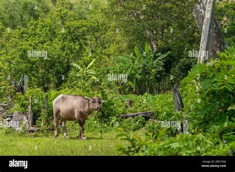 Water Buffalo In A Tropical Area With Lush Vegetation Indonesia Stock