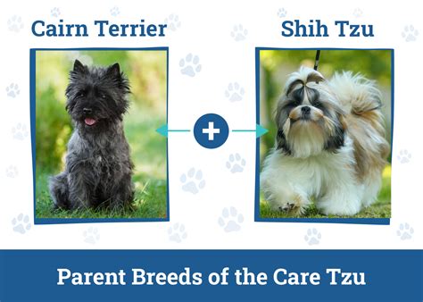 Care Tzu Cairn Terrier And Shih Tzu Info Pictures Care And More