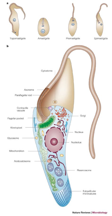 Techno Science Cell Structure And Function