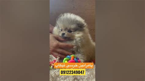 فروش توله پامر خرسی تیکاپ🐻😍واکسینه و انگل تراپی شده بازدید حضوری☎