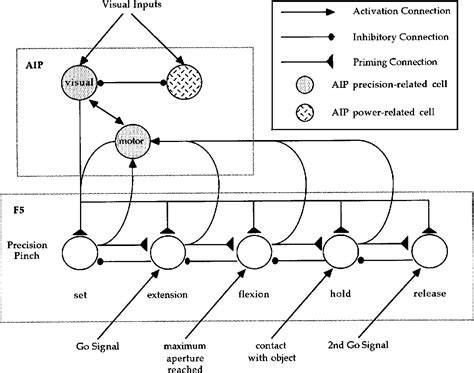 Figure 1 From From Visual Affordances In Monkey Parietal Cortex To