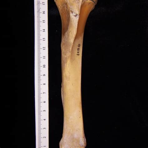 Wild Boar Sus Scrofa Left Tibia Distal Articular Surface Boneid