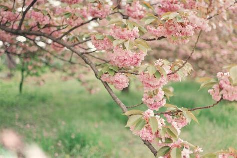 Premium Photo A Tree With Pink Flowers In The Spring