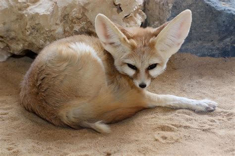 3000 Free Fennec Foxes And Fox Images Pixabay