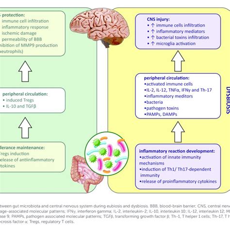 The Butyrate Producing Bacteria Download Scientific Diagram