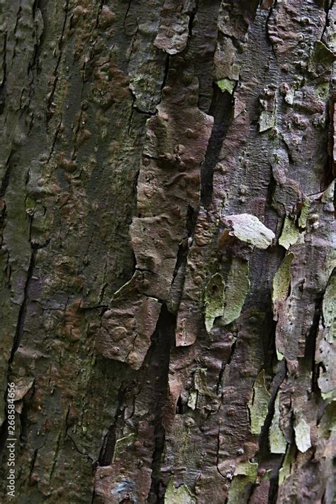 Peeling Wood Texture Of Dove Tree Also Called Ghost Tree Or