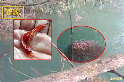 獨家》日月潭驚見「紅色警訊」 魚虎幼魚形成「魚球」來襲 自由電子報 Line Today