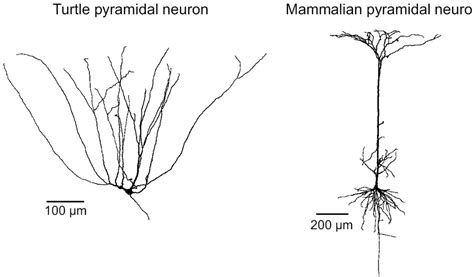 Figure 11 From Neural Processing In The Three Layer Turtle Visual Cortex Semantic Scholar