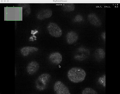 Open Zarr Files In Fiji Fabrizio Musacchio