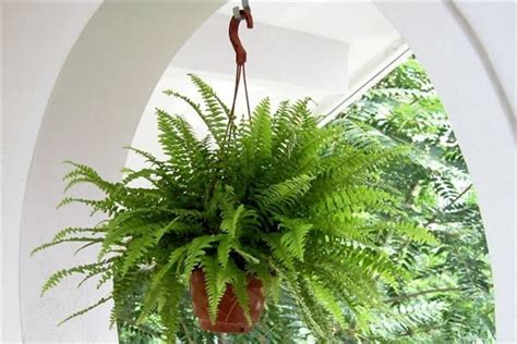 波斯顿蕨的功效和作用 花百科