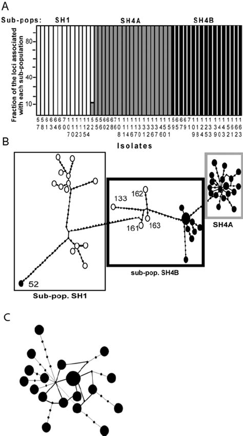 A Bayesian Population Clustering Of 50 Brown Spot Isolates Represent