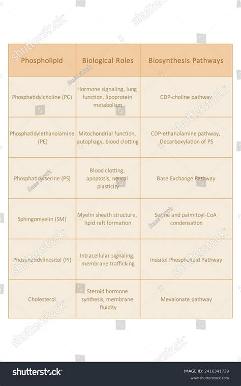 Table Showing Phospholipids Types Biological Roles Stock Vector Royalty Free 2416341739