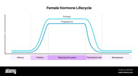 Female Hormones Lifecycle Illustration Oestrogen End Progesterone