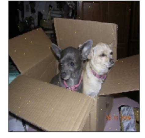 Figure 4 From Adversarial Machine Learning Using Convolutional Neural Network With Imagenet