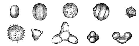 Various Different Types Of Pollen Shapes 19th Century Stock