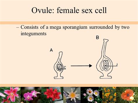 Modern Biology Chapter Ppt Download