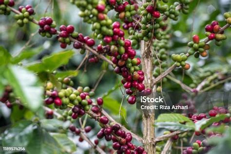 가까이 아라비카 커피 콩은 나무에 익는 아체에서 커피 콩 과일에 대한 스톡 사진 및 기타 이미지 과일 꽃 나무 꽃 식물 Istock
