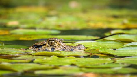 Bing Image Young Black Caiman Tambopata National Reserve Peru Bing Wallpaper Gallery
