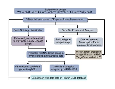 Schematic Representation Of Combinatorial Approach Identifying Genes