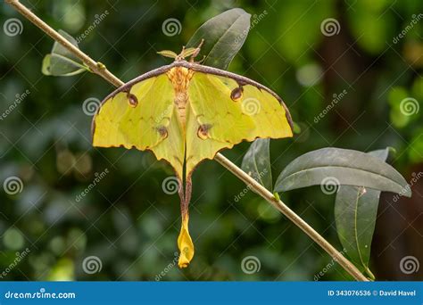 African Moon Moth Large Beautiful Green Silk Moth From African Forests And Woodlands Uganda