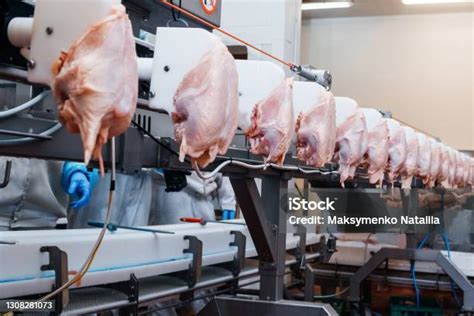 반제품 육류 제품의 생산을위한 라인 육류 공장의 산업 장비 육류 가공 공장 치킨 공장에서 일하는 사람들 현대 식품 공장의 자동화 된 생산 라인 0명에 대한 스톡 사진 및