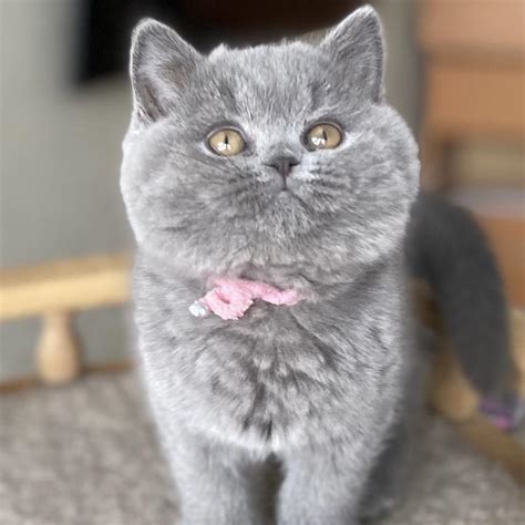 British Cat Cherry ბრიტანული კნუტები