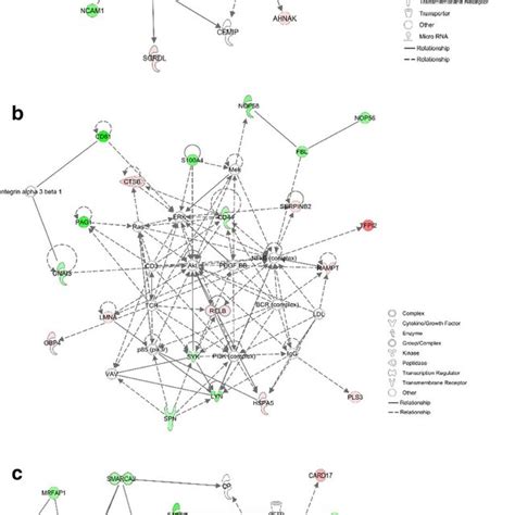 Functional Network From Ipa Analysis Of Differentially Regulated