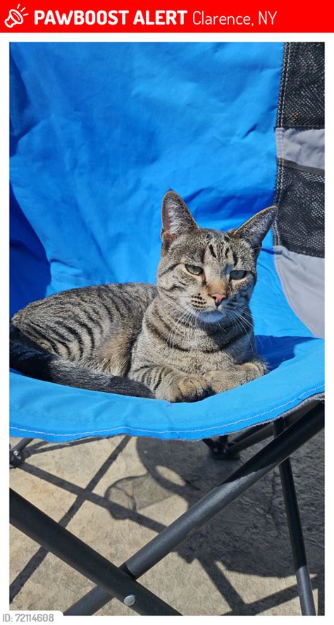 Clarence Ny Lost Male Cat Mario Is Missing Pawboost