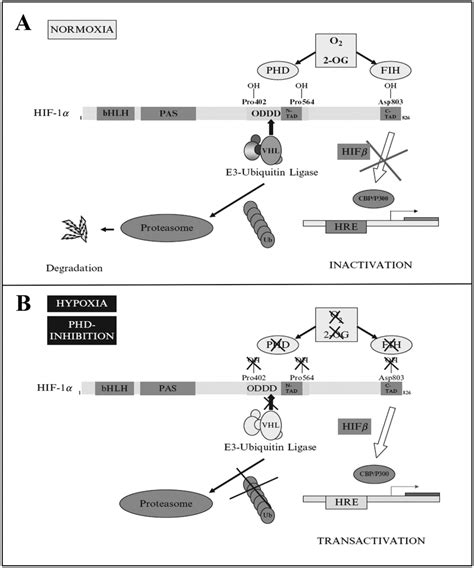 Schematic View Of The Domain Structure And Download Scientific Diagram