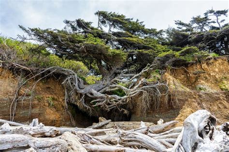 Scenic View Of A Large Tree With Roots Sticking Out Of The Soil In A Forest Stock Photo Image