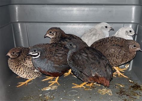 Red Breasted Button Quail
