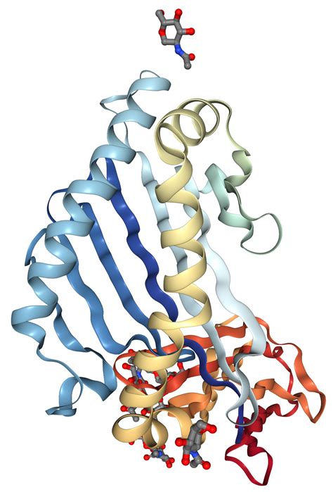 Glycoprotein Structure