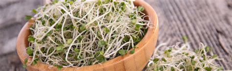 Amazon.com : Organic Broccoli Sprout Growing Kit - Includes 316 ...