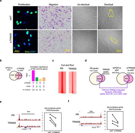 Trim28 Knockdown Disrupt Pr Signaling In Hescs A Edu Labeled Cell Download Scientific Diagram