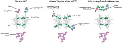 Nuclear Transport And Disease Laboratory Of Cellular And Structural