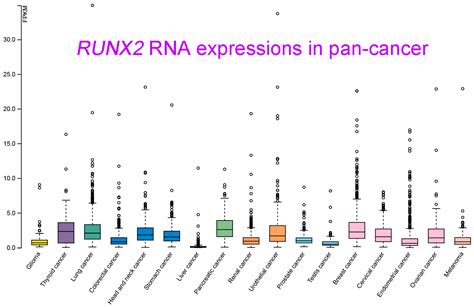 Runx2 And Cancer