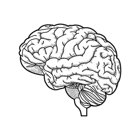 Een Tekening Van Hersenen Met Het Woord Hersenen Erop Premium Vector