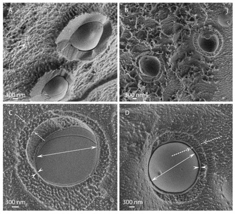 Encapsulation Of Thymol And Eugenol Essential Oils Using Unmodified Cellulose Preparation And