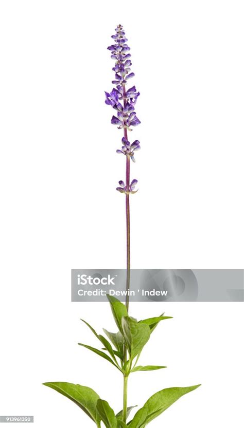 샐비어 Farinacea 블루 샐비어 Mealy 컵 세이 지 또는 반점이 샐비어 꽃 잎 클리핑 경로와 흰색 배경에 고립 된 피 0명에 대한 스톡 사진 및 기타 이미지