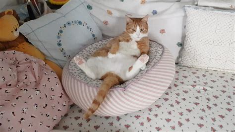 작업실에서 자취하기 여름면요리 냉파스타 치즈폭포샌드위치 통오이 게맛살 김밥 집밥은 짬뽕 작업실 냥이와 작업실 인간의 느닷없는 동거 일상 Youtube