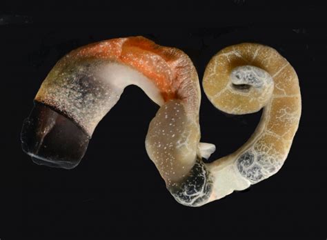 Worms World Register Of Marine Species