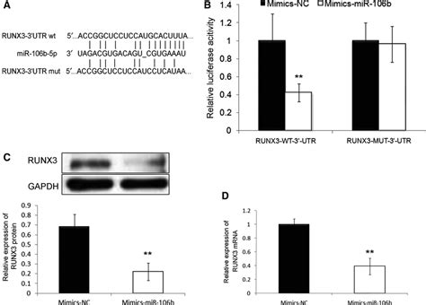 Runx3 Was A Direct Target Gene Of Mir‐106b‐5p In Smmc7721 Cell Line A