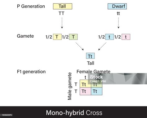 Monohybrid Cross Example