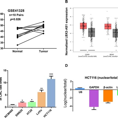 Examples Of Ncrna Function A Transcriptional And Translational