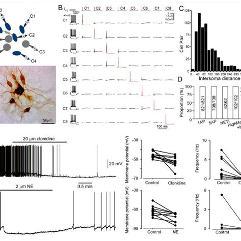 Chemical Transmission Between Lcne Neurons A Simultaneous