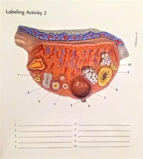 Solved Labeling Activity Chegg Com