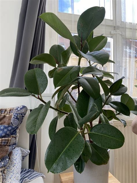 Ficus Elastica Aukce Rostlin